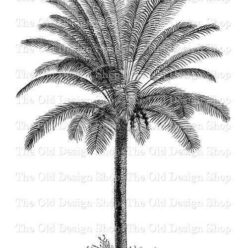 Charter Oak Tree Botanical Illustration Commercial Use Clip - Etsy