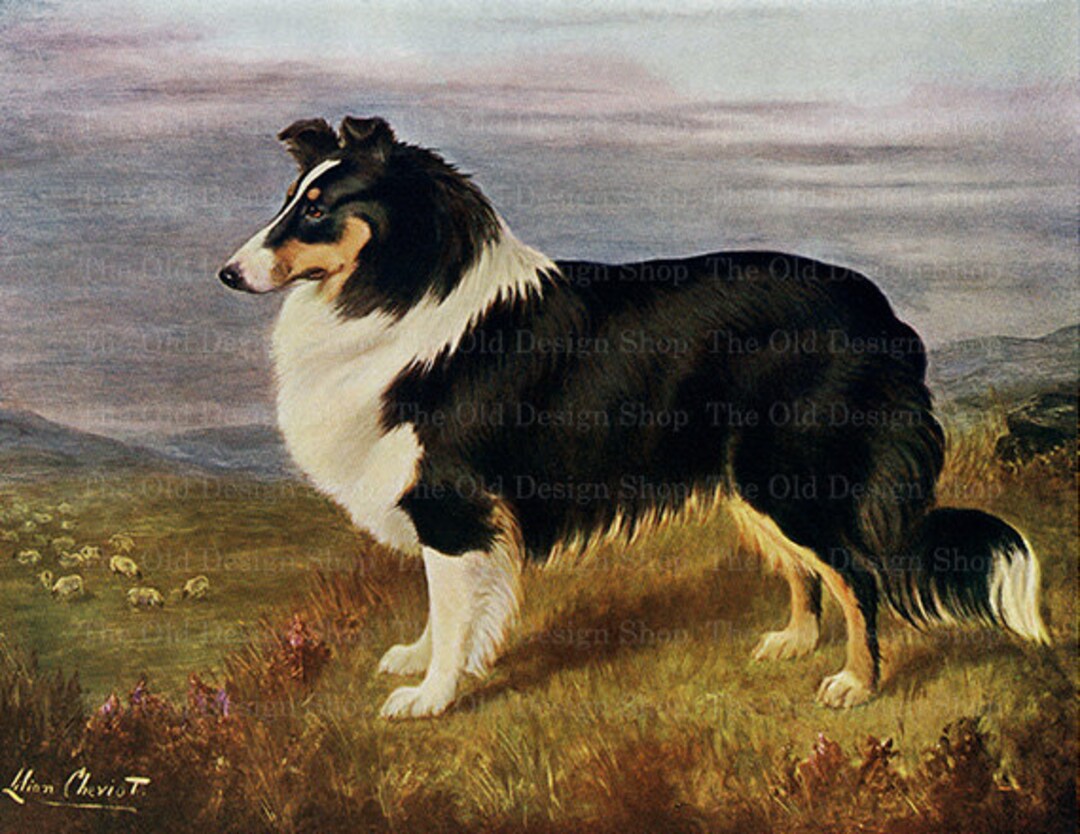 Collie Dog Clipart Printable Vintage Dog Graphics for Junk Journal ...