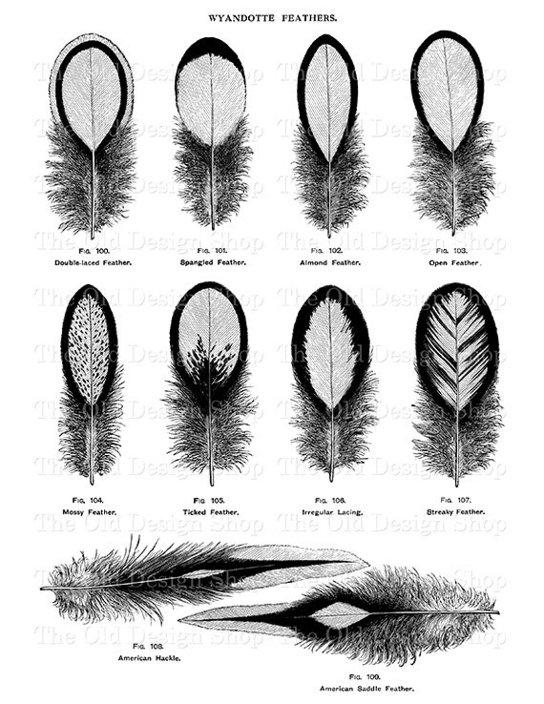 Chicken Feathers Clipart for Cardmaking Junk Journals Vintage Graphics ...
