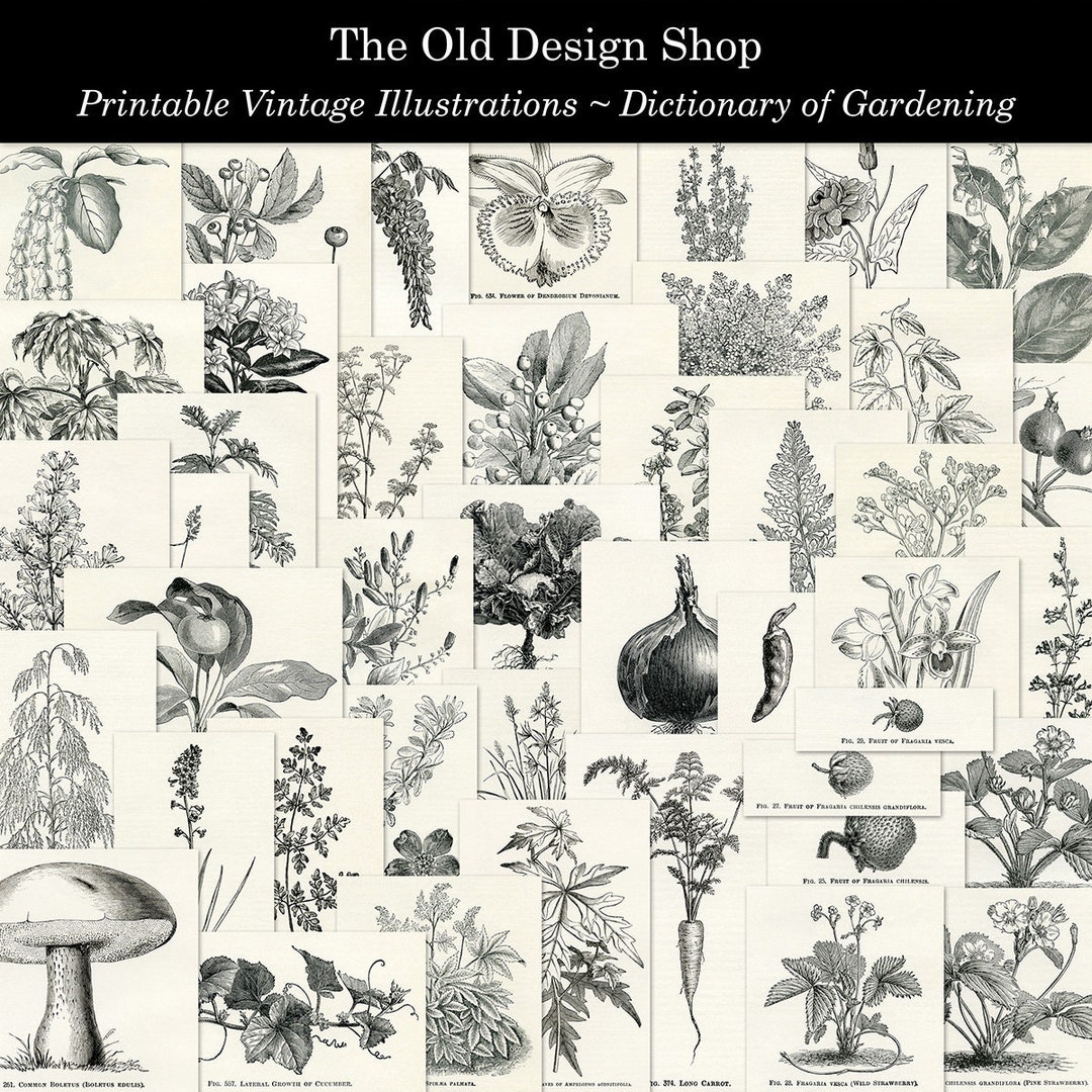 Botanical Clip Art Dictionary of Gardening Printable Vintage Garden ...