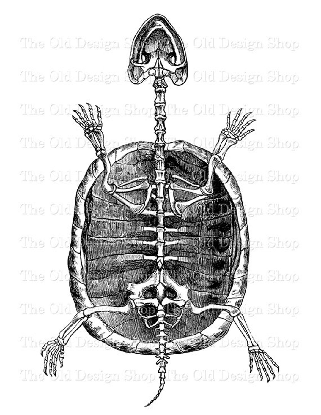 Turtle Skeleton Clipart for Cardmaking Junk Journals Ink Saver ...