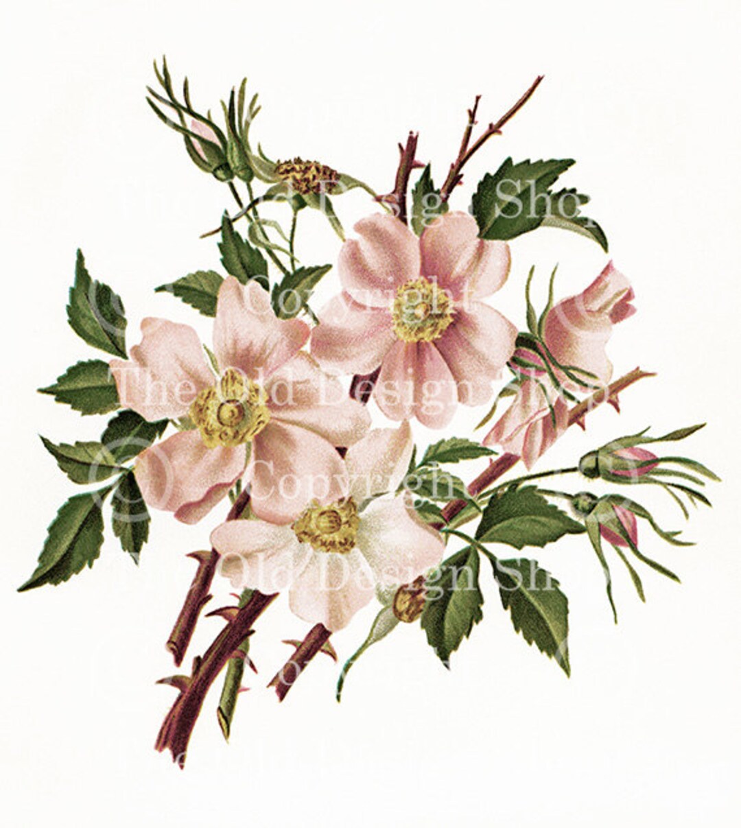 Wild Rose Clipart Printable Vintage Rose Fussy Cut Flower for ...