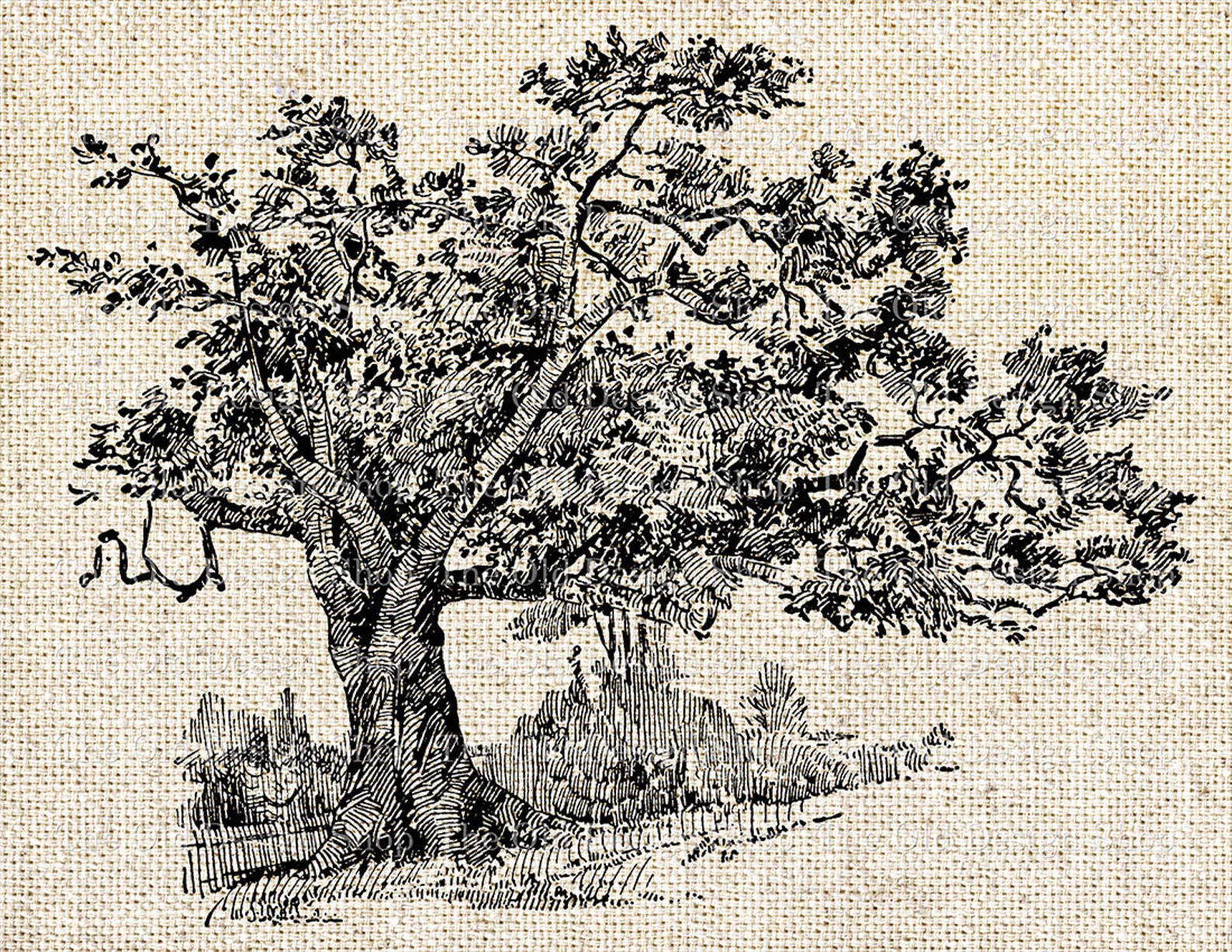 Charter Oak Tree Botanical Illustration Commercial Use Clip | Etsy