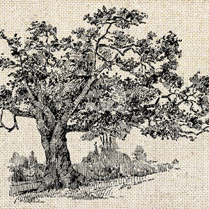 Charter Oak Tree Botanical Illustration Commercial Use Clip Art Digital ...