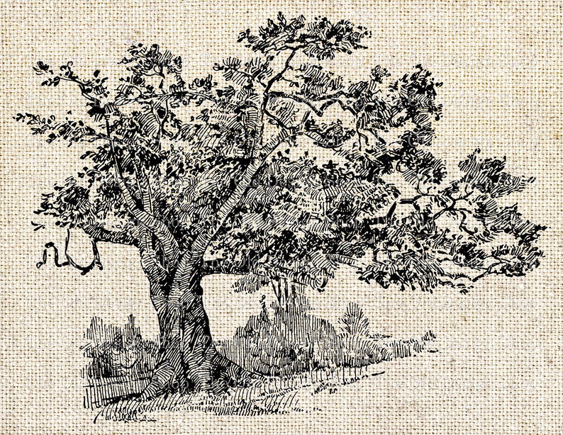 Charter Oak Tree Botanical Illustration Commercial Use Clip | Etsy