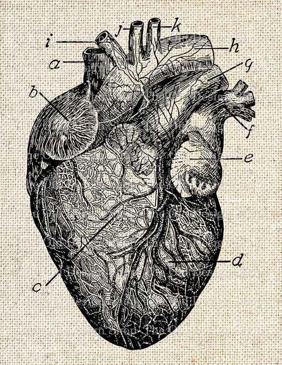Anatomical Heart Medical Illustration