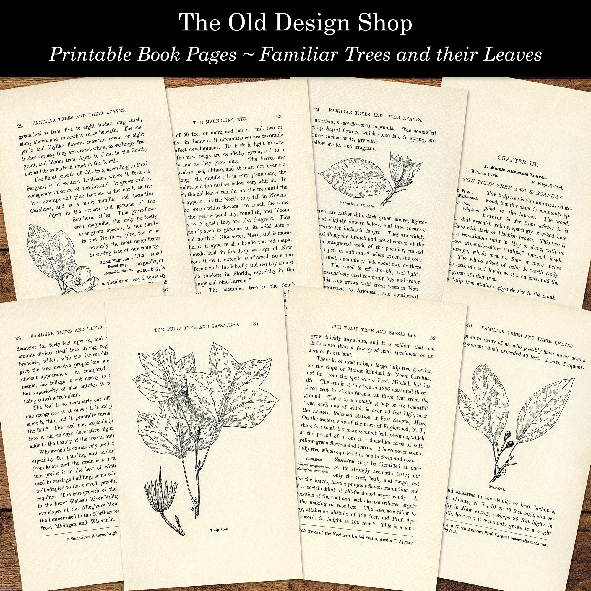 Vintage Tree Illustrations, Printable Book Pages, Botanical Ephemera ...