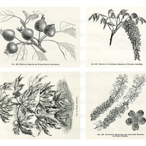 Botanical Clip Art Dictionary of Gardening Printable Vintage Garden ...
