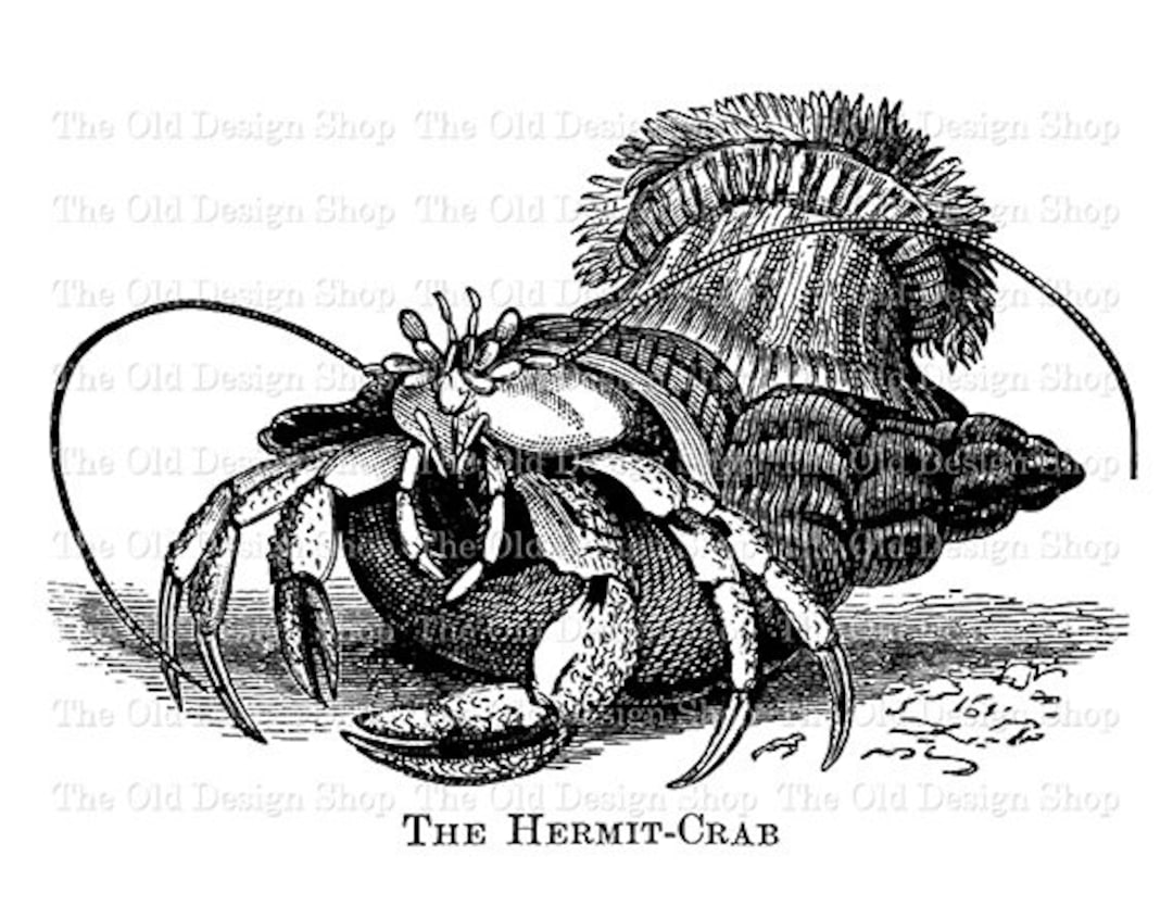 Hermit Crab Clipart Black And White