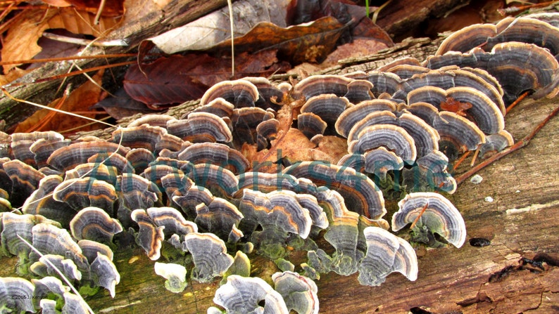 Blue and Rust Turkey Tail Fungus on Log/digital Download - Etsy