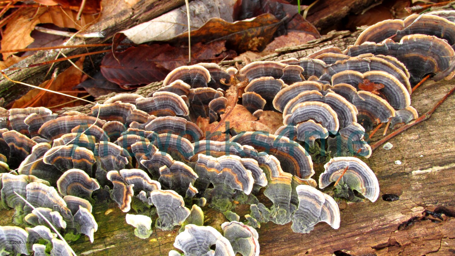 Blue and Rust Turkey Tail Fungus on Log/digital Download - Etsy