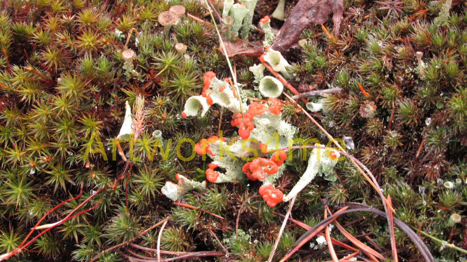Little Red Horned Shaped Fungus Omoss/digital Download - Etsy