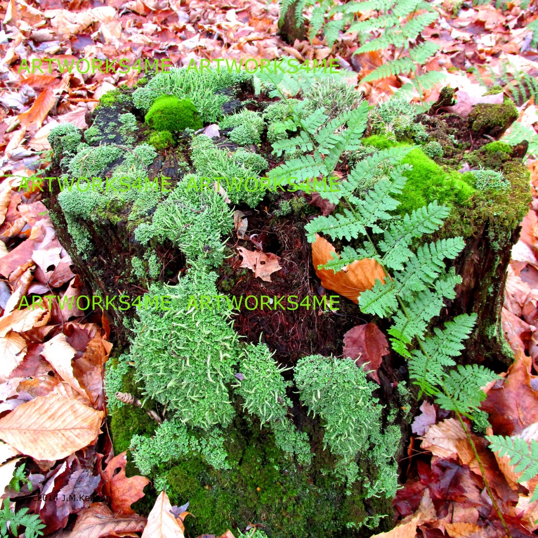 Fern and Mossy Stump / Digital Art / Woodland Stumps / Fairy House ...