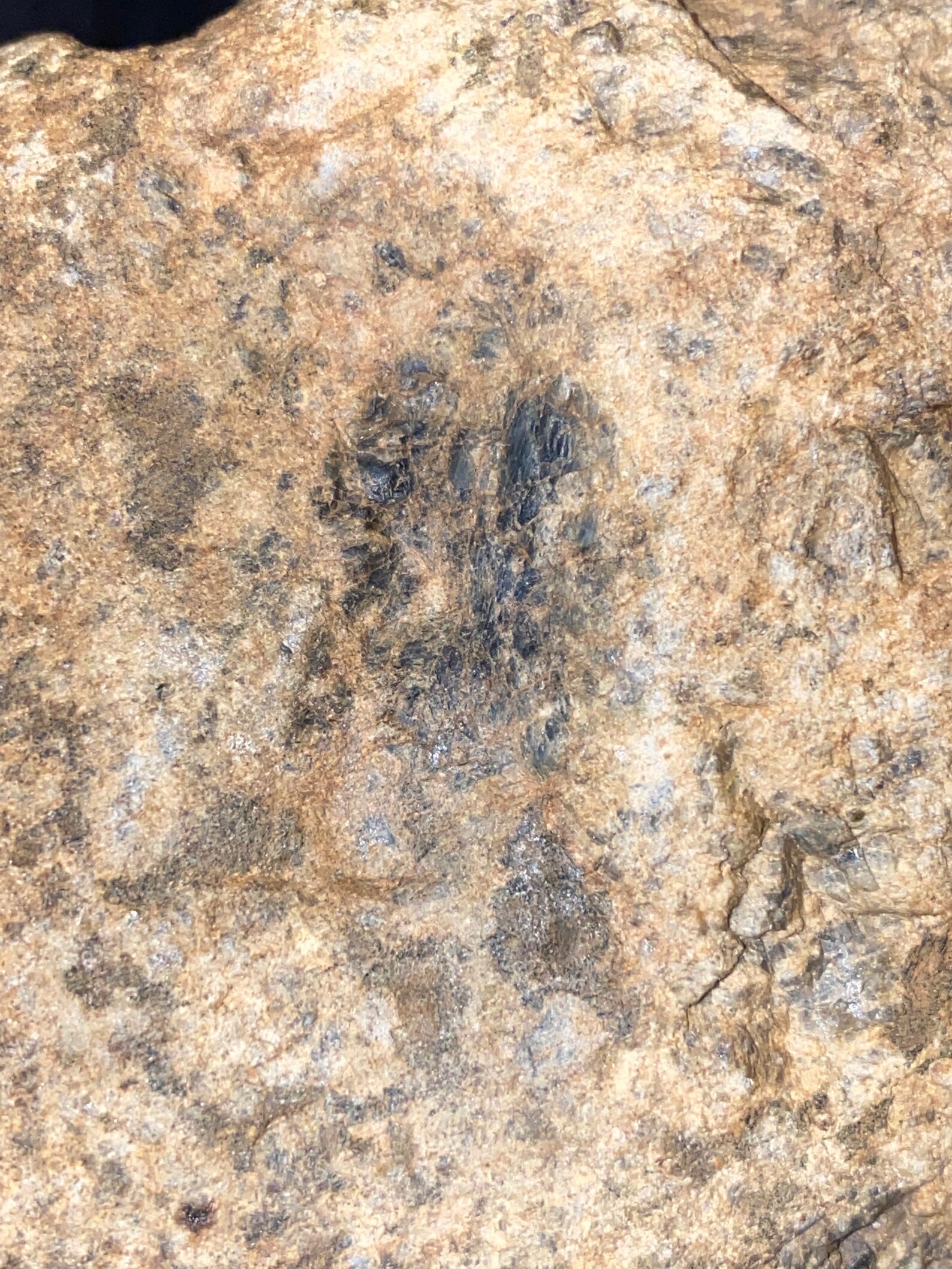 Paleolithic Polymorphic Humaniod Head W/microlithic Ancient - Etsy