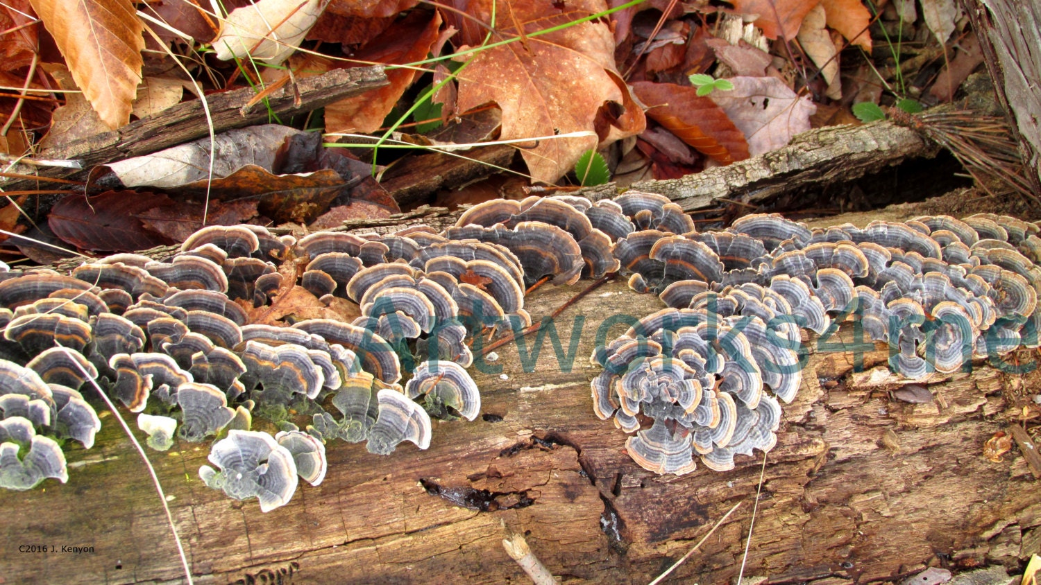 Blue and Rust Turkey Tail Fungus on Log/digital Download - Etsy