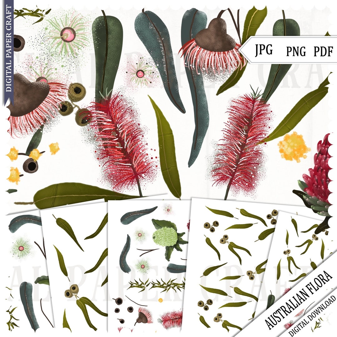 Australian Flora Clipart: Waratah, Bottlebrush & Gum Leaves Wattle ...