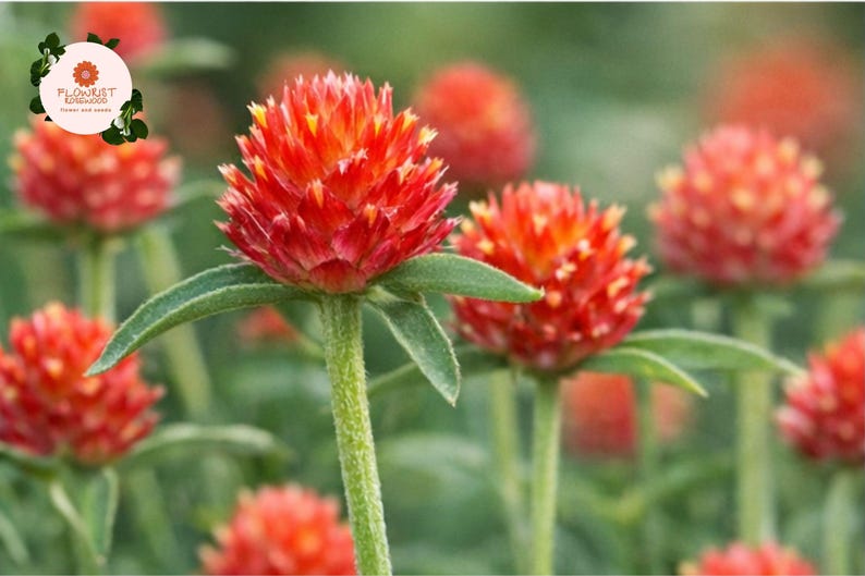 Orange Globe Amaranth Flower Seeds - Gomphrena Haageana Qis Series - Etsy