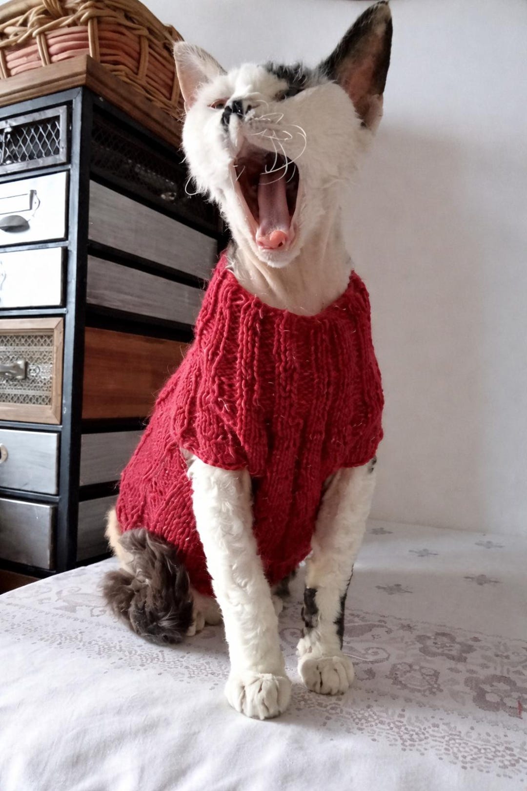 Easy Knit Cat Sweater Pattern | Sphynx & Hairless Cats (PDF Download ...