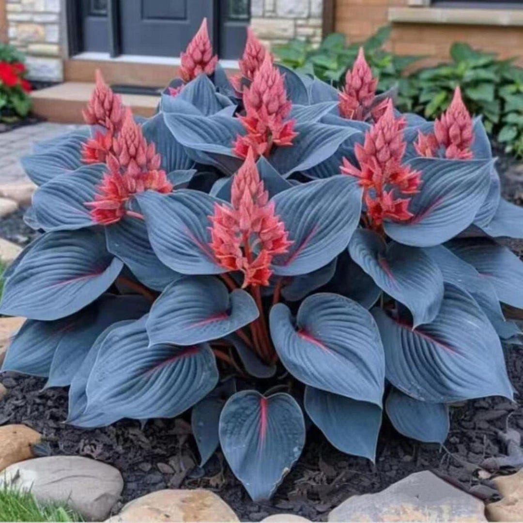 Mixed Tone Hosta Seeds, Rare Shade Perennial, Grey Pink Blue Shades - Etsy
