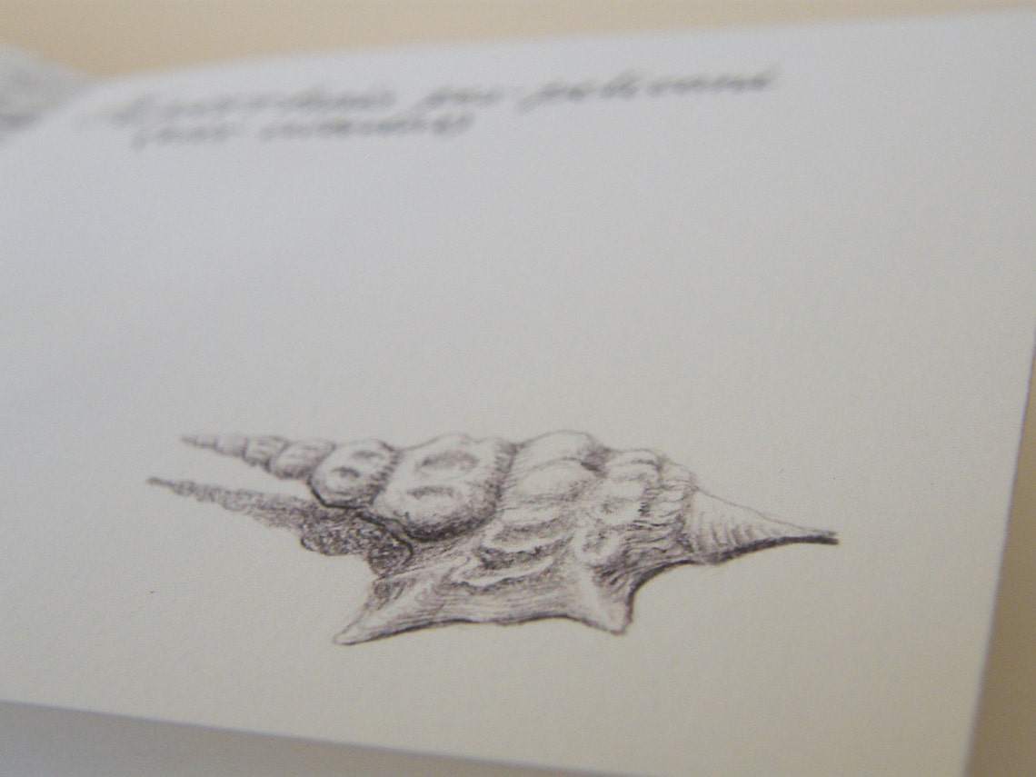 Shells a Limited Edition Handmade Pop-up Artists's Book - Etsy