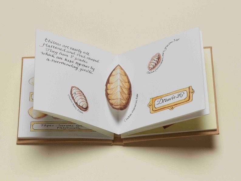 Shells a Limited Edition Handmade Pop-up Artists's Book - Etsy