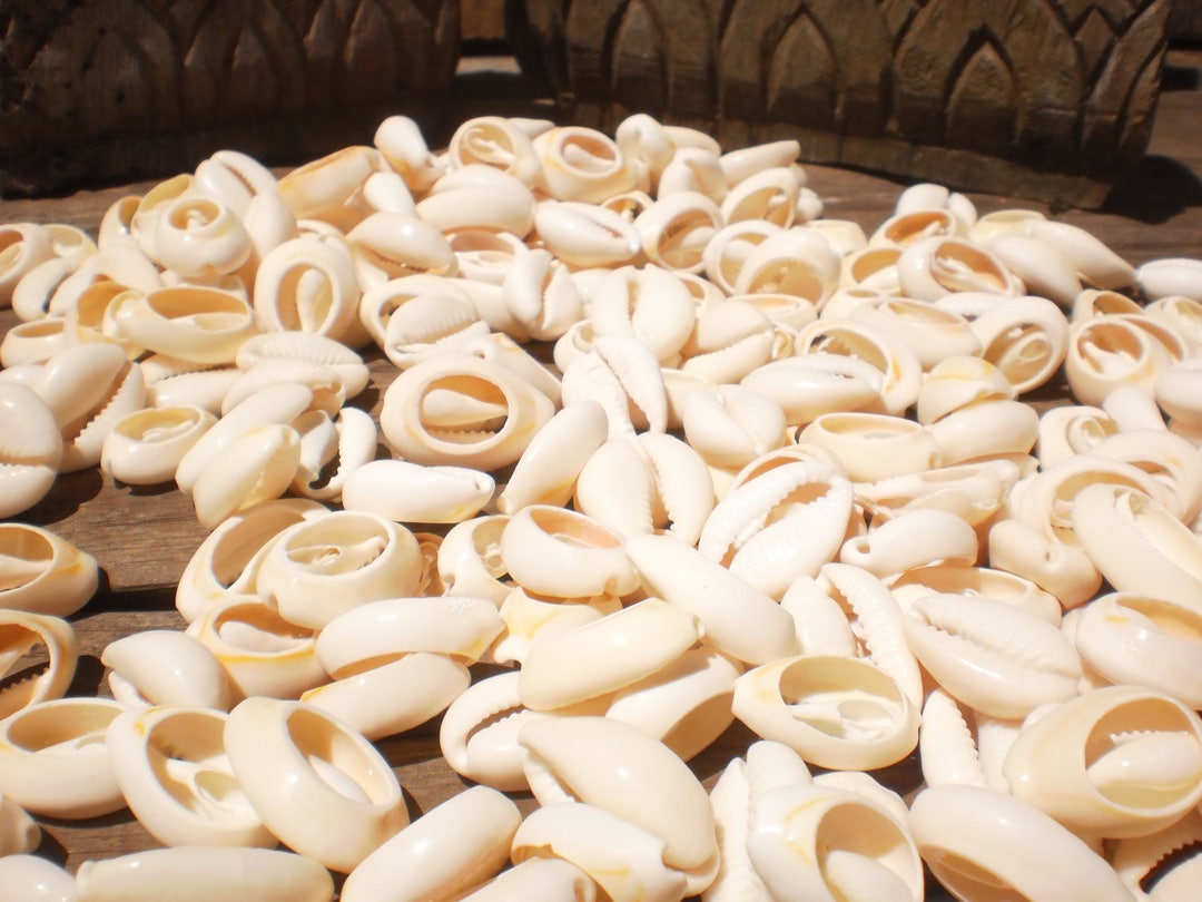 Cowrie Shell Cut Half 50 Shell - Etsy