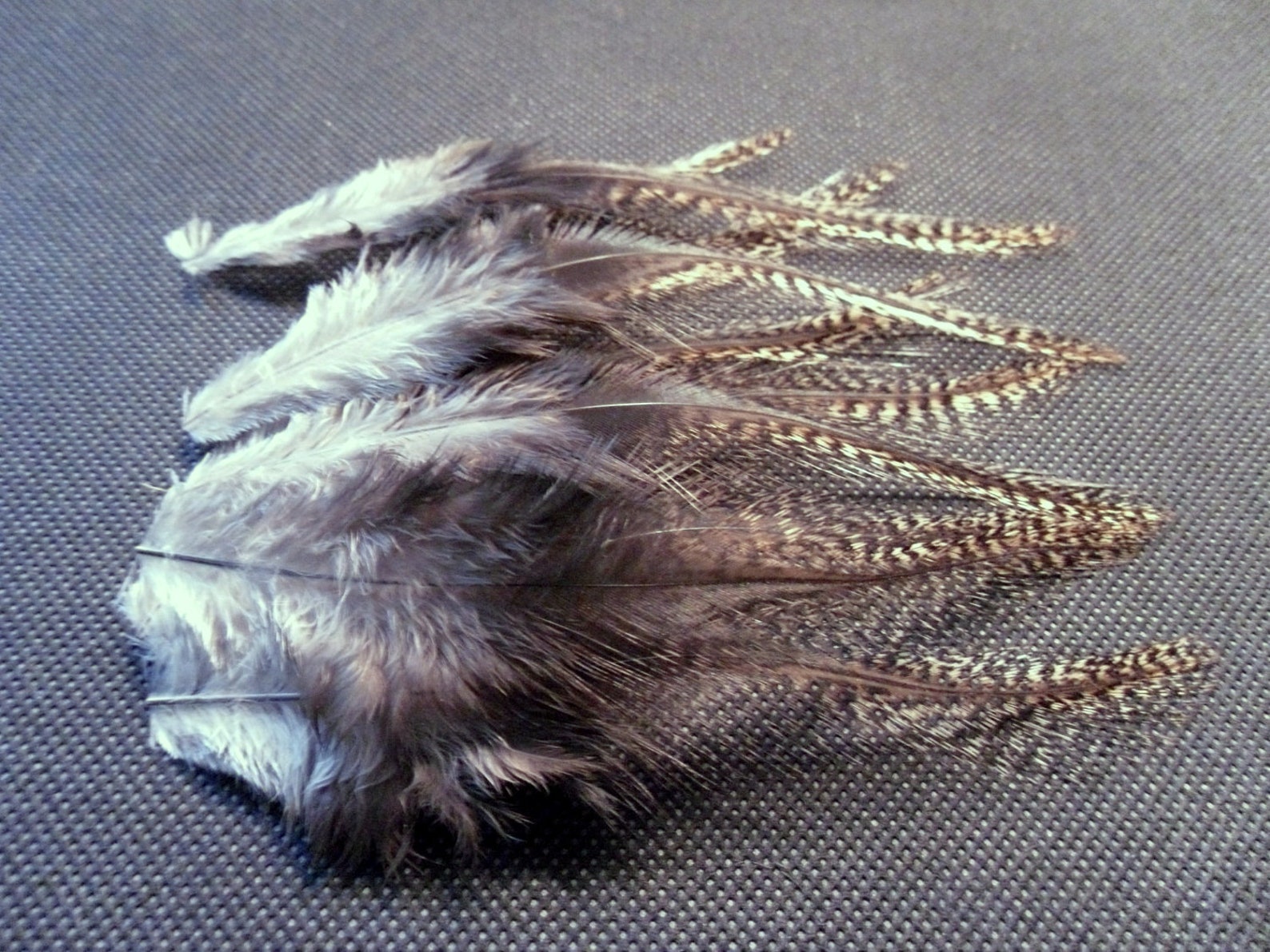 Coq De Leon Rooster Feathers Dark Pardo Natural Feathers for - Etsy UK
