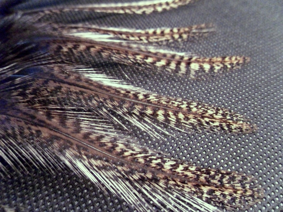 Coq De Leon Rooster Feathers, Dark Pardo, Natural Feathers for Crafts ...