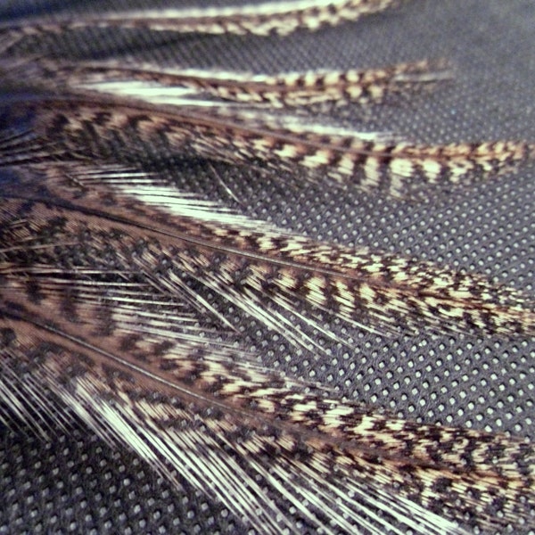 Rooster Feather - Etsy