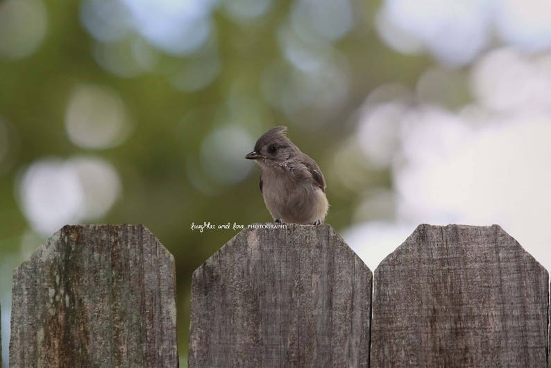 Titmouse Photo Gray Bird Photography Tufted Titmouse | Etsy