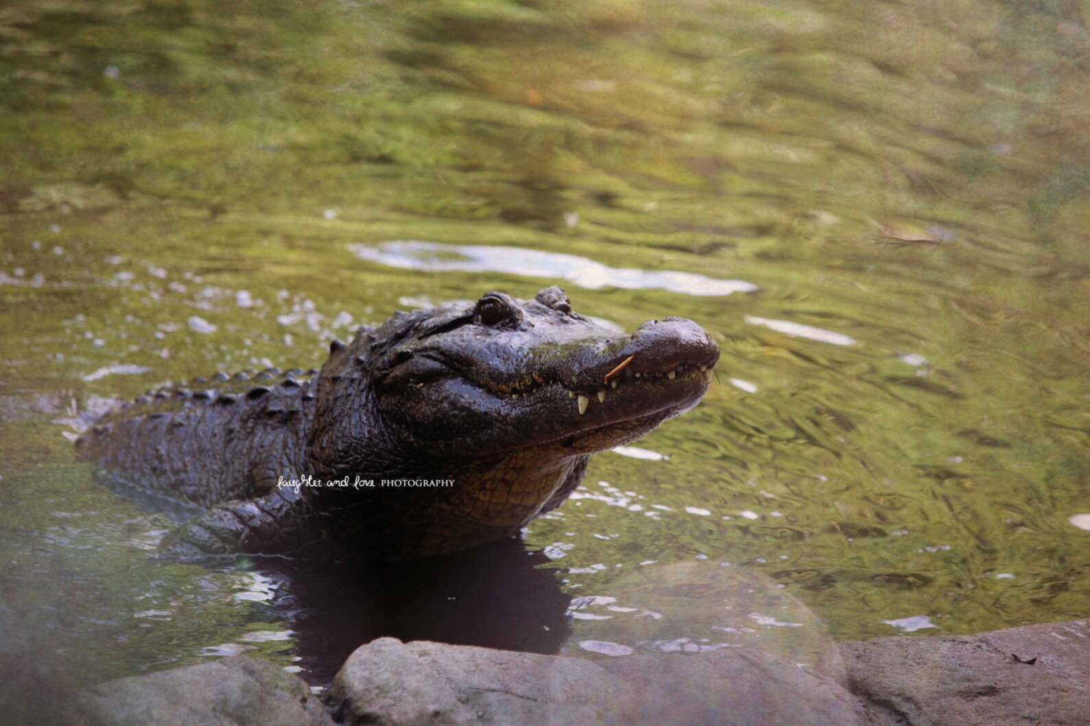 Alligator Smile Photo Gator Photography Florida Reptile - Etsy