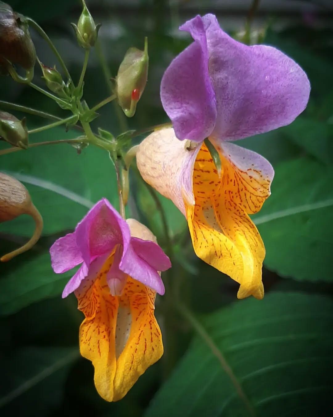 Jewelweed Seeds – Rare Bicolor Touch Me Not – Pink Yellow Impatiens ...