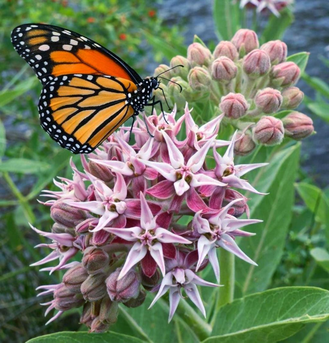 Showy Milkweed Seeds – Monarch Butterfly Host Plant – Native Perennial ...