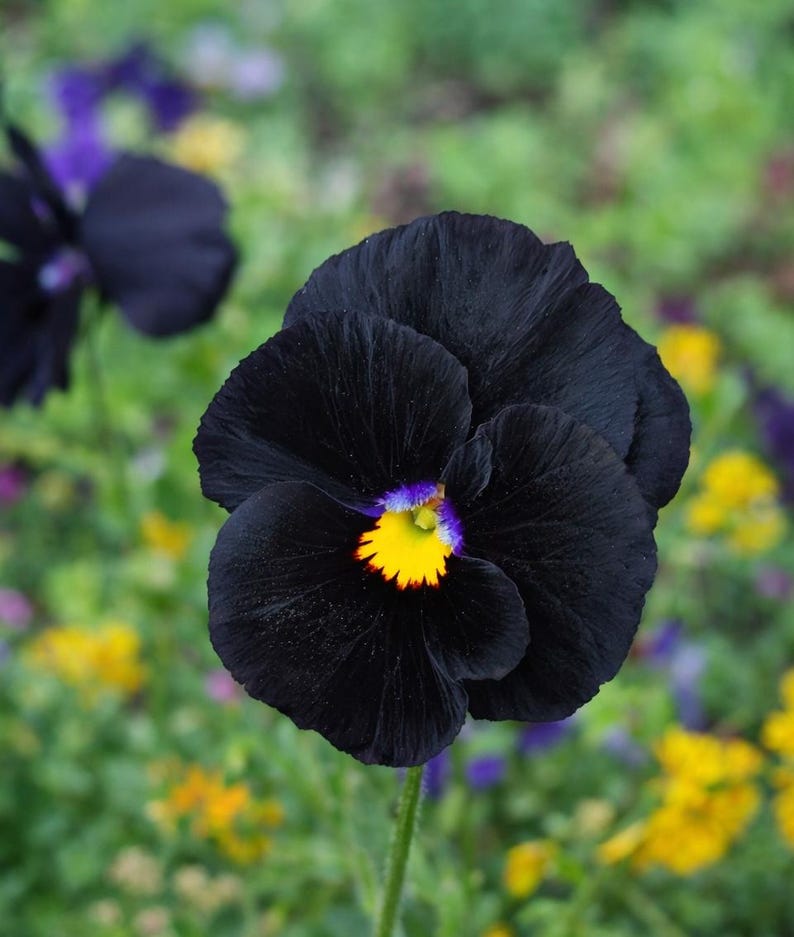 Pansy Seeds 'black Crystal' – Dark Goth Flower Garden Viola - Etsy