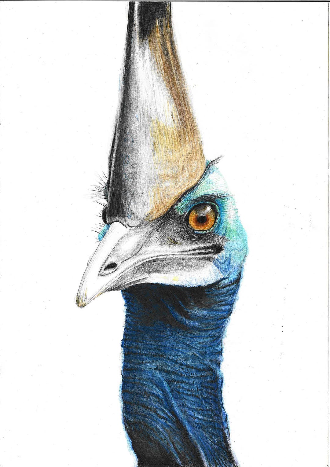 Cassowary Wildlife Art Print | Coloured Pencil Bird Illustration | A5 ...
