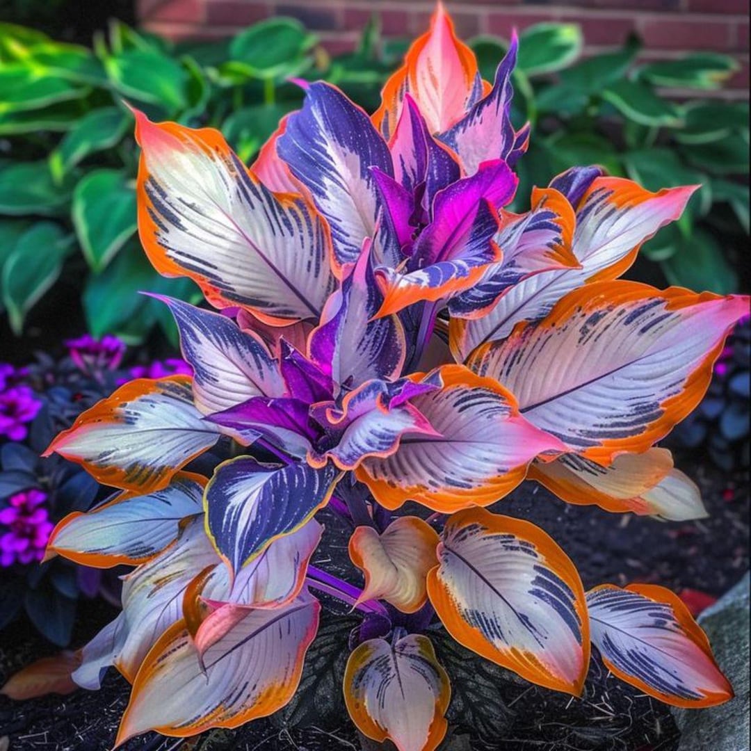 Blue Orange Hosta Seeds Perennial Shade Plant - Etsy