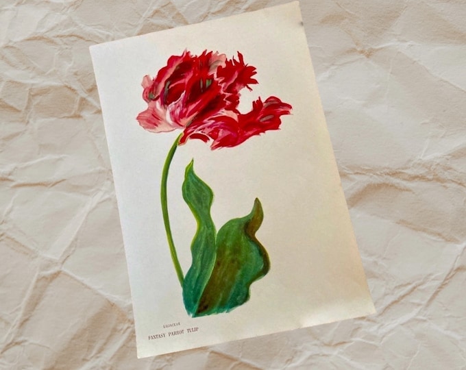 Fantasy Parrot Tulip (liliaceae) Botanical Print Original Print by ...