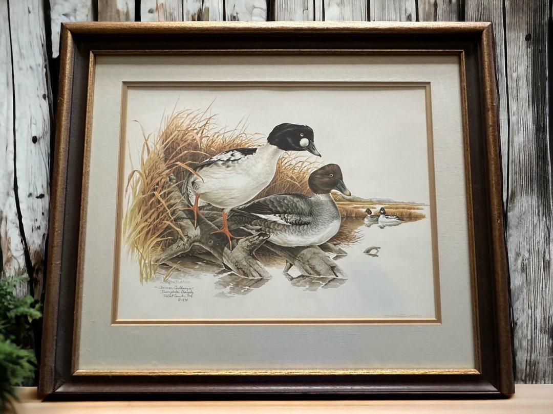 Don Whitlatch Limited Edition Signed Lithograph goldeneye Duck 263/1500 ...