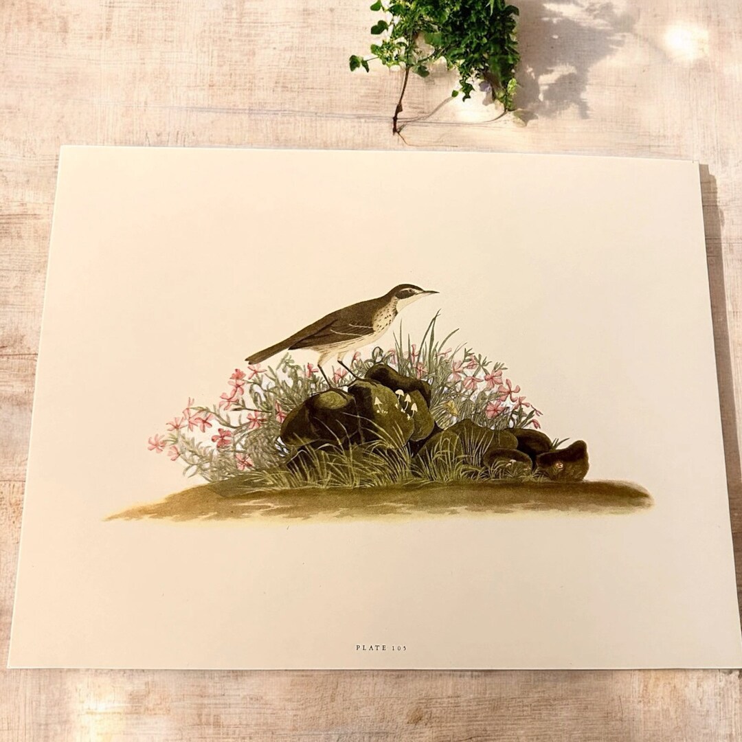 Prairie Titlark Plate 105 From “A Portfolio of Sixteen” Birds of ...