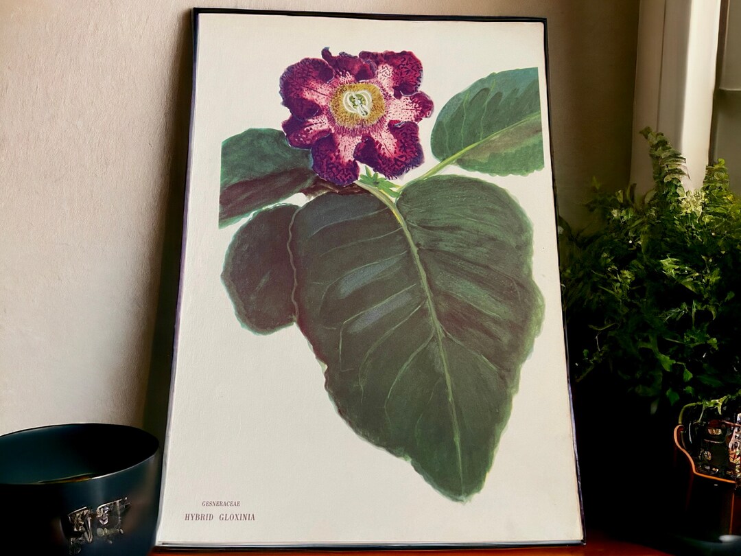 Original Botanical Print Hybrid Gloxinia gesneraceae by Arlette Davis ...