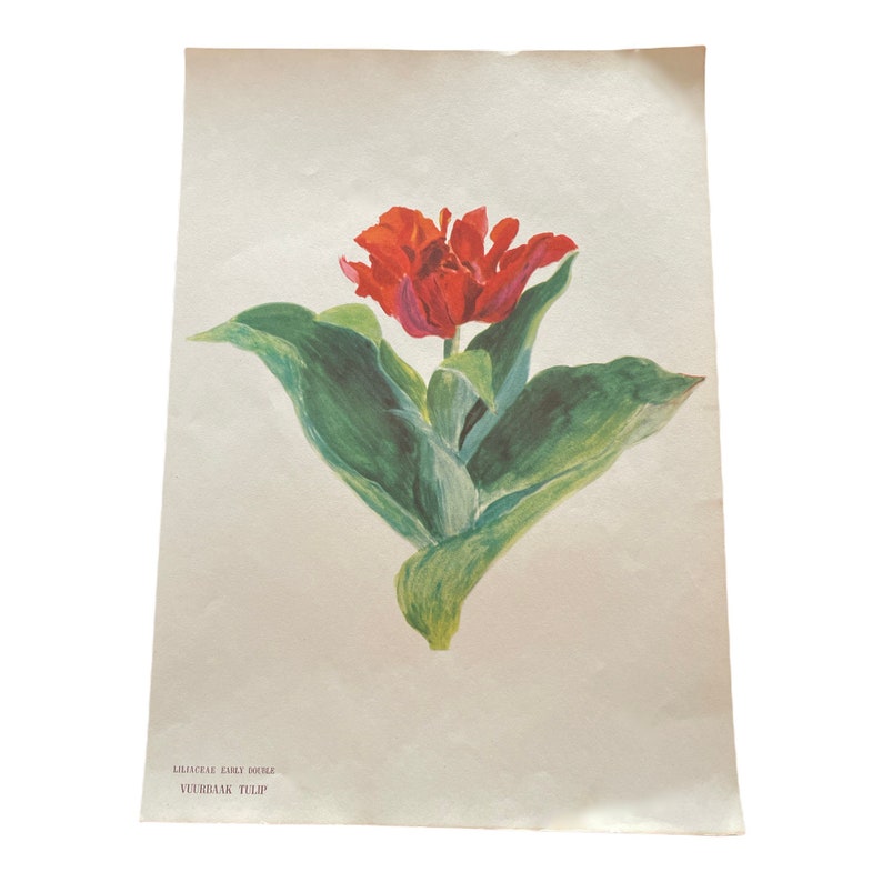 Vuurbaak Tulip Liliaceae Early Double Botanical Print Original Print by ...