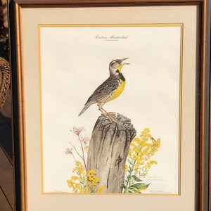 Eastern Meadowlark Lithograph Print by Don Whitlatch sturnella Magna ...