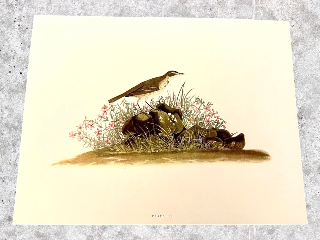Prairie Titlark Plate 105 From a Portfolio of Sixteen Birds - Etsy