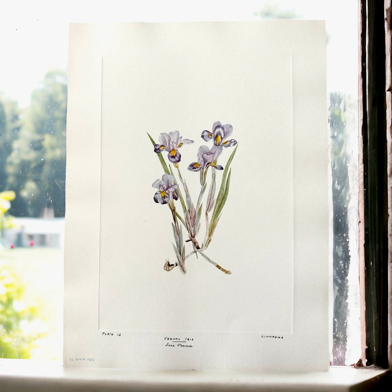Botanical Book Plate - Etsy