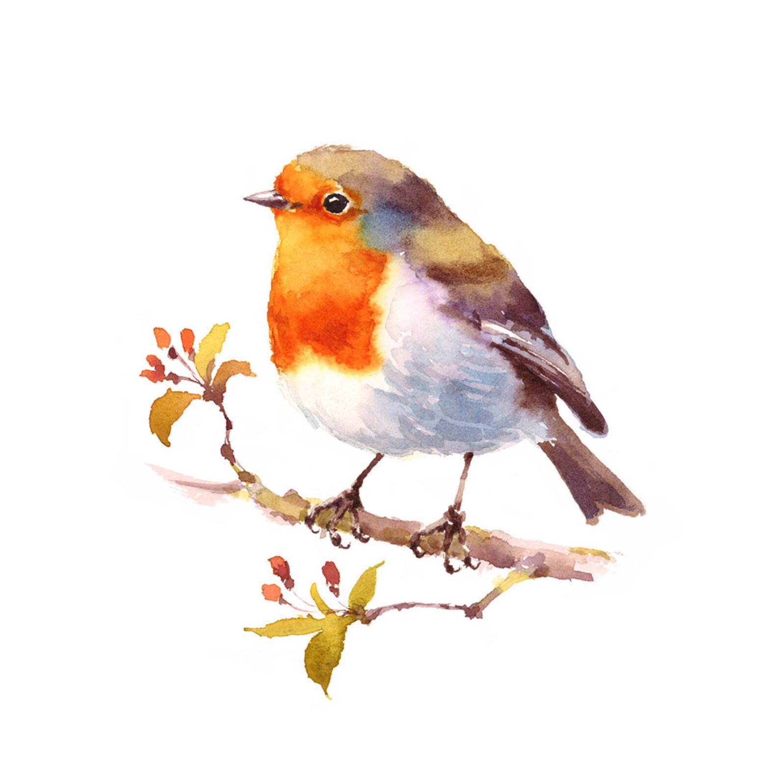 Watercolor Robin Bird Painting Robin Print Spring Robin | Etsy UK
