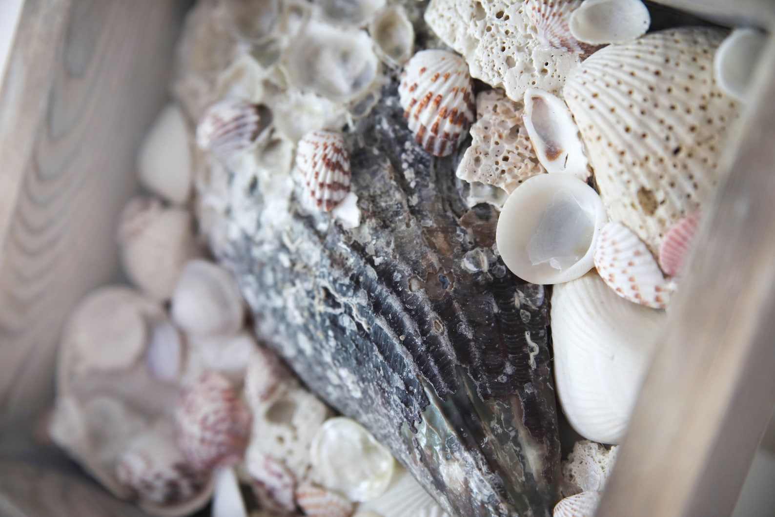 Beach Decor Shells From Gulf of Mexico Driftwood Frame by SEASTYLE - Etsy