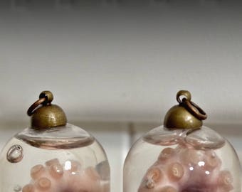 Preserved octopus | Etsy