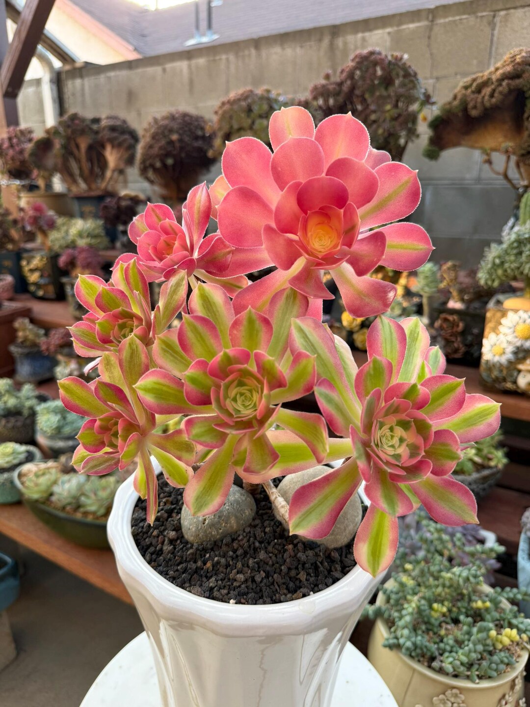 Live Rare Aeonium Pink Witch Big Cluster Succulent Healthy Fully Rooted ...