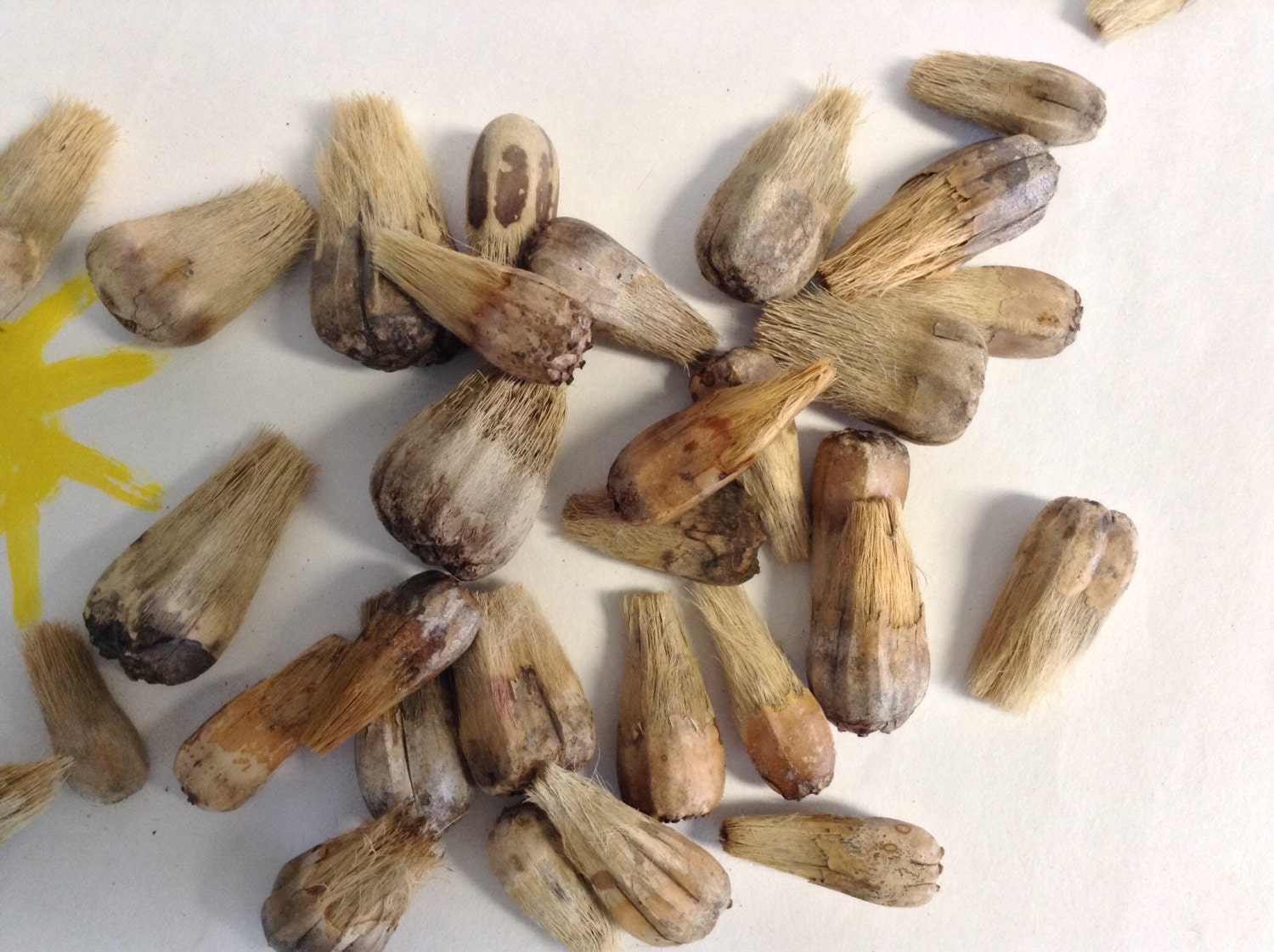 Natural Paint Brush Hawaiian Hala Brushes Natural - Etsy UK