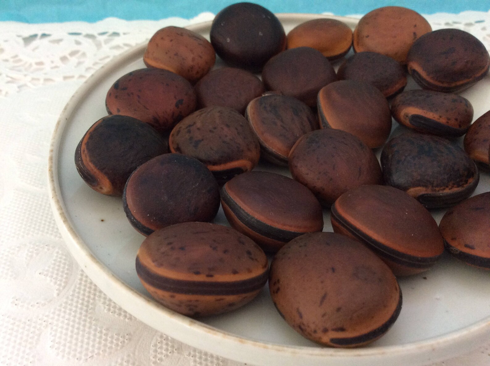 Sea Beans - Mucuna - Ojo De Buey - Drift Seeds - Ox Eye Seeds - Natural ...